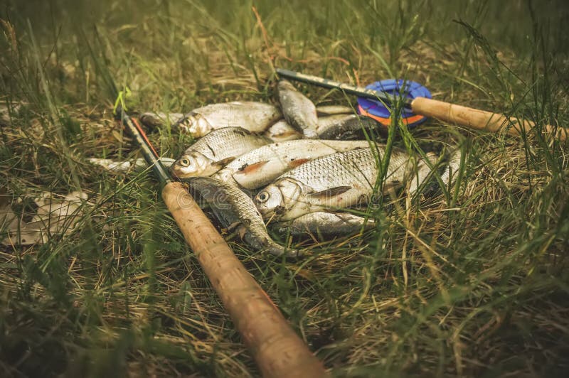 Fish catch. Fly fishing stock photo. Image of fisherman - 190040276