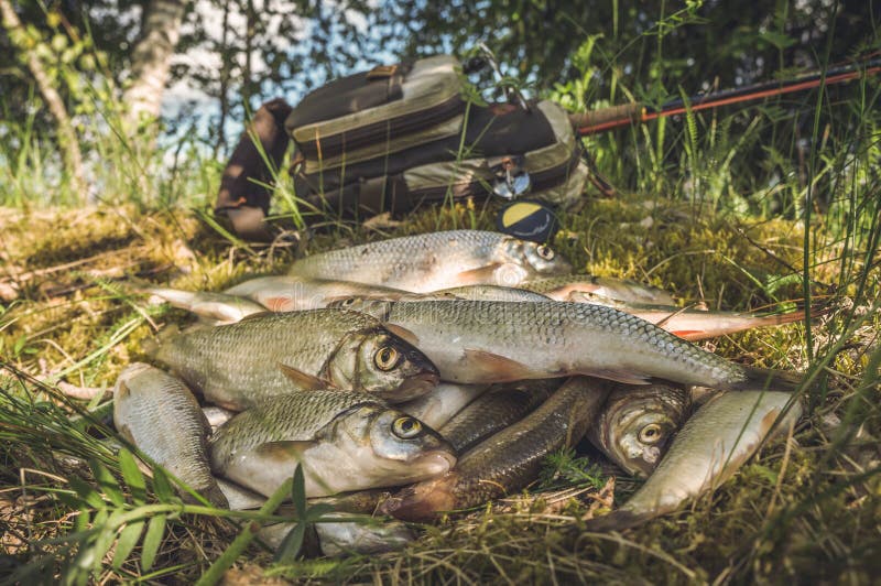 Fish catch. Fly fishing stock photo. Image of animal - 190040380