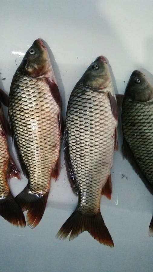 Fresh carp fish catch stock photo. Image of bath, carp - 127926318