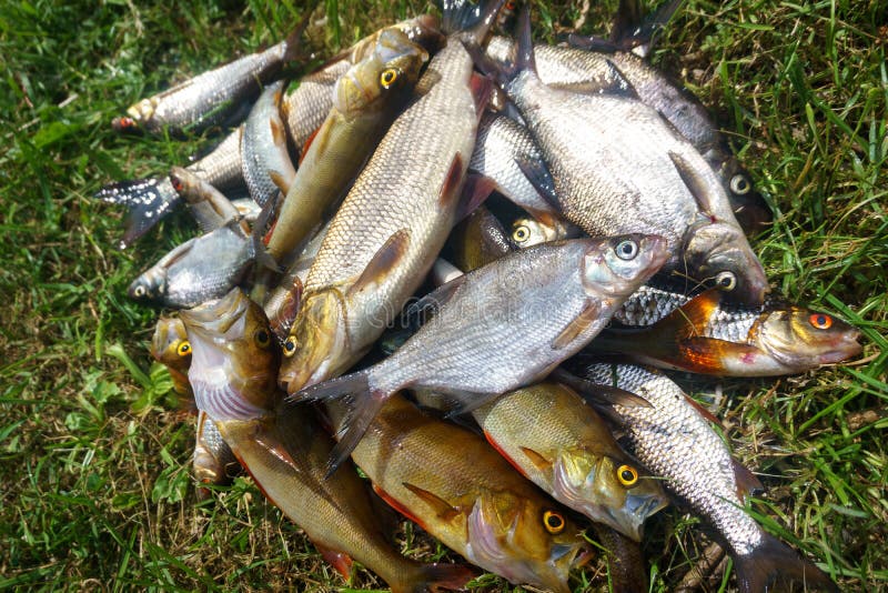 Fish catch on the grass stock image. Image of grass, scales - 92195073