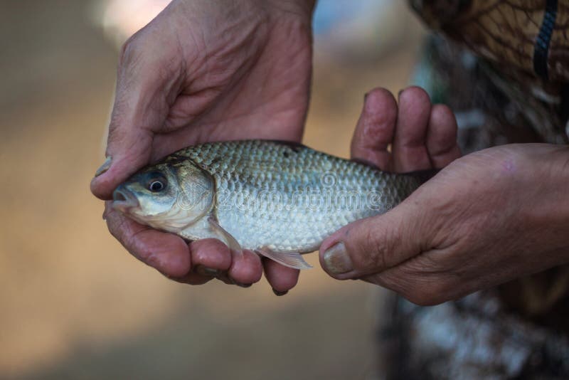 Fish stock photo. Image of catch, human, hands, water - 98659574