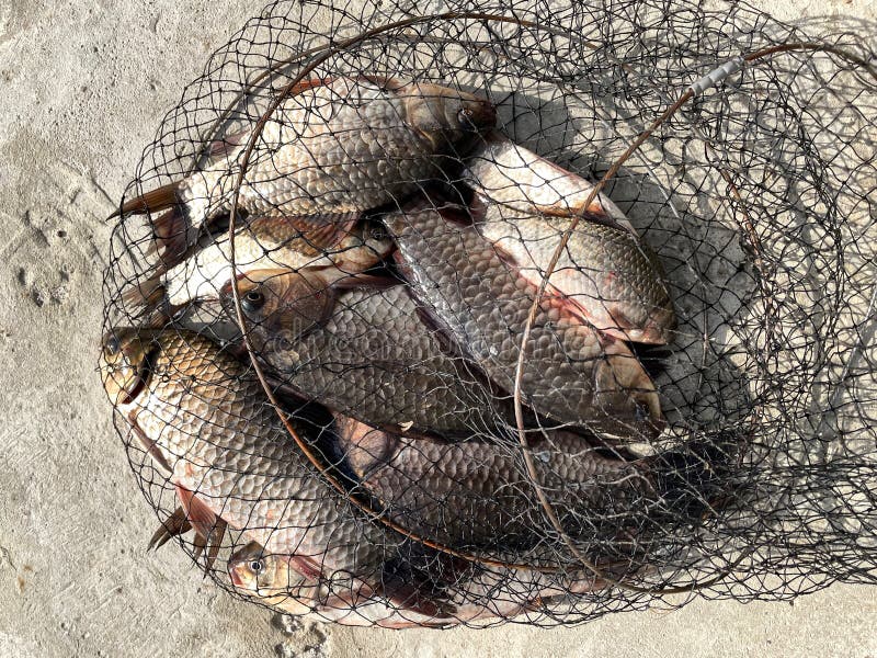 Fish Catch in the Net on the Ground Stock Image - Image of gear, sand ...