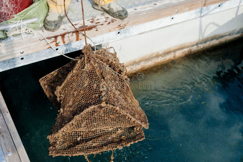 Fish Catch in the Net Taken by Fisherman on Shore Stock Image - Image ...