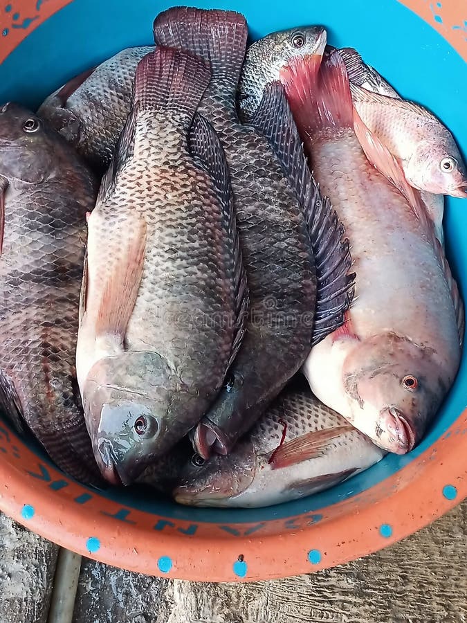 Fish catch parrot fish stock image. Image of catch, fishing - 336321665