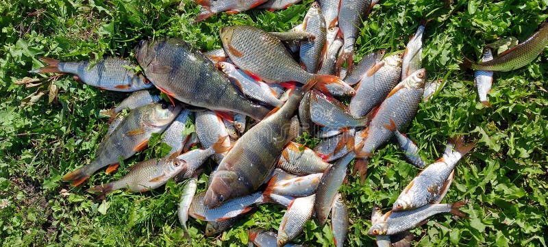 Fresh Ram Fish in a Yellow Bowl. Fresh Catch of Ram Stock Image - Image ...