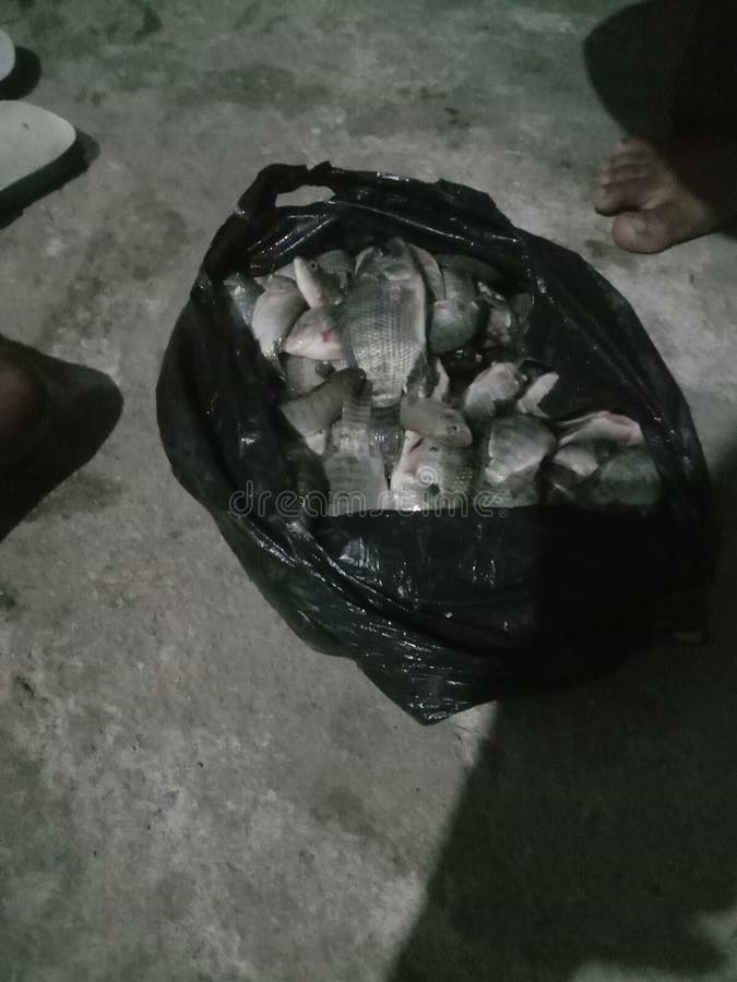 Fish catch stock photo. Image of fishing, fish, good - 264148236