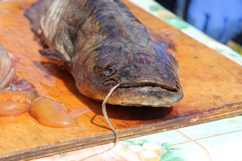 13,248 Fish Catfish Photos - Free & Royalty-Free Stock Photos from ...