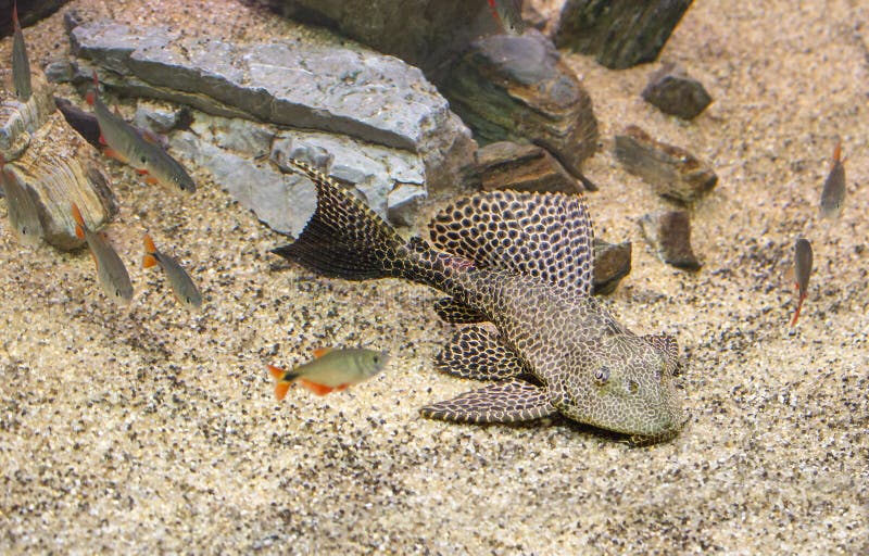 Fish Catfish Leopard Pleco Latin Ptrrygoplichthys Gibbiceps. Stock ...