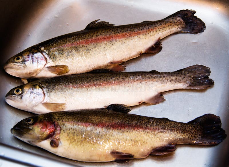 Fish caught stock image. Image of diet, fish, nature - 13413057