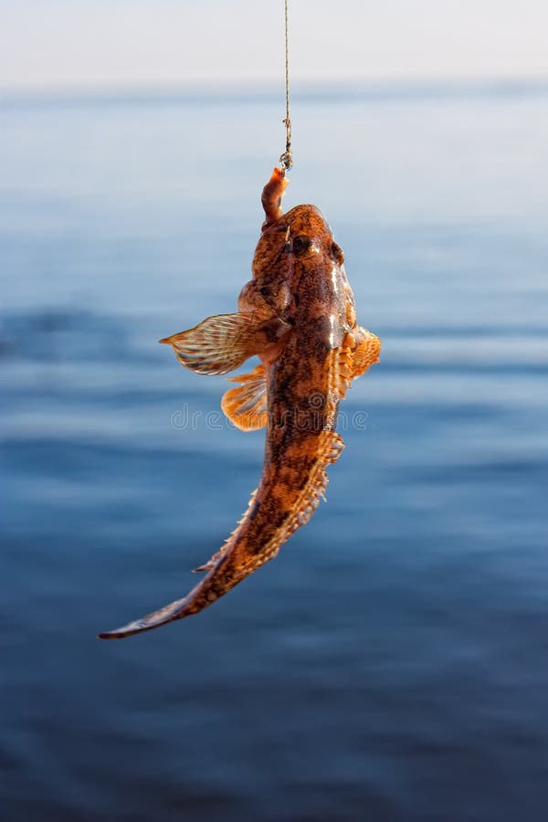 Fish caught stock image. Image of fish, nature, fishing - 14577357
