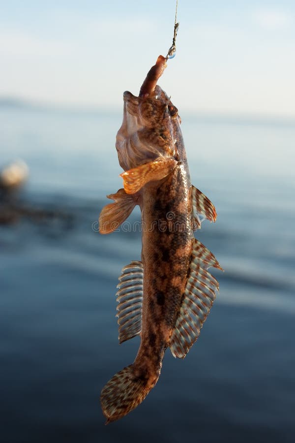 Fish caught stock image. Image of river, summer, nature - 15447017