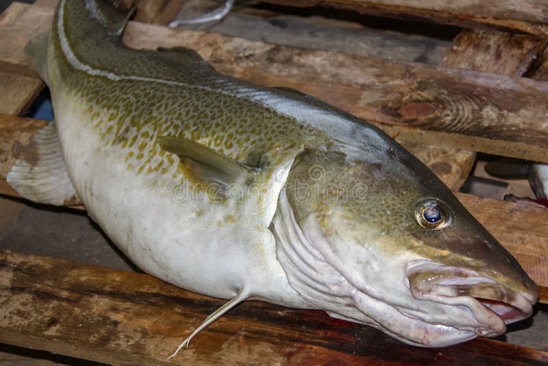 Open-mouthed Large Pike with Drops of Running Water in the Fisherman`s ...