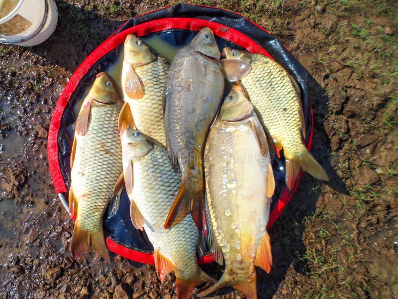 Fish caught for the day stock image. Image of fishing - 180214877