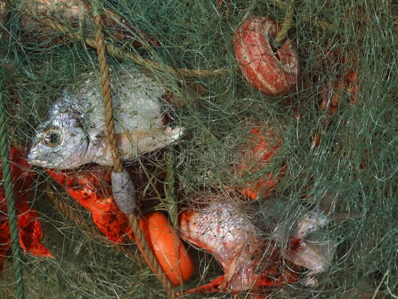 Fish Caught in a Fisher Net Stock Image - Image of human, money: 265182335