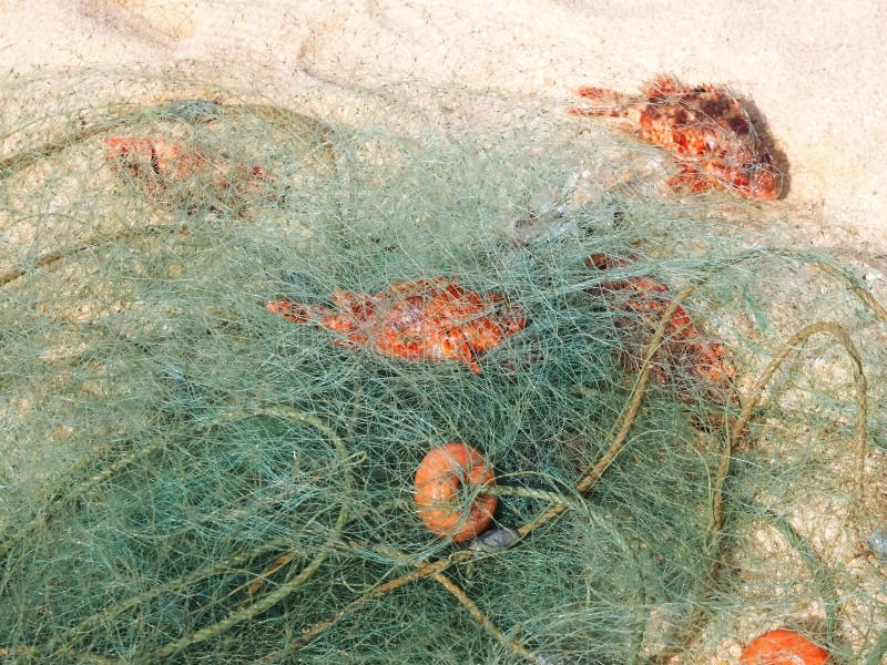 Fish Caught in a Fisher Net Stock Image - Image of hang, gold: 265182371