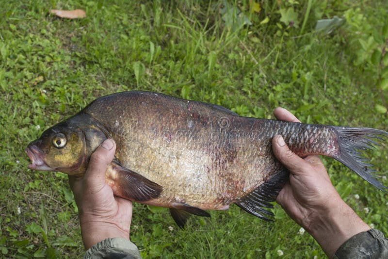 Fish stock image. Image of food, hook, fresh, fishing - 153389109