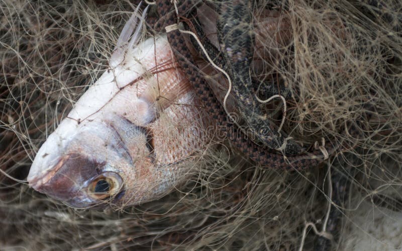 Fish caught in the net stock image. Image of island - 157259467