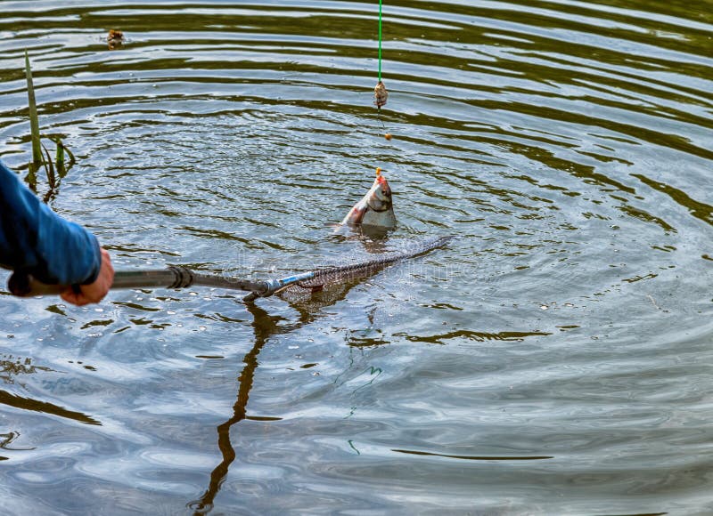 Fish caught on a hook stock photo. Image of fishing, nature - 99309514