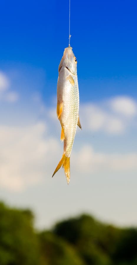 Fish Caught on a Hook. Hanging in the Air Stock Photo - Image of life ...