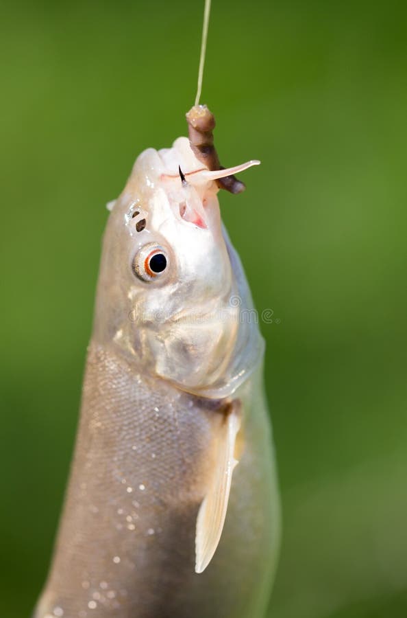 Fish caught on the hook stock image. Image of bait, snapper - 94940911