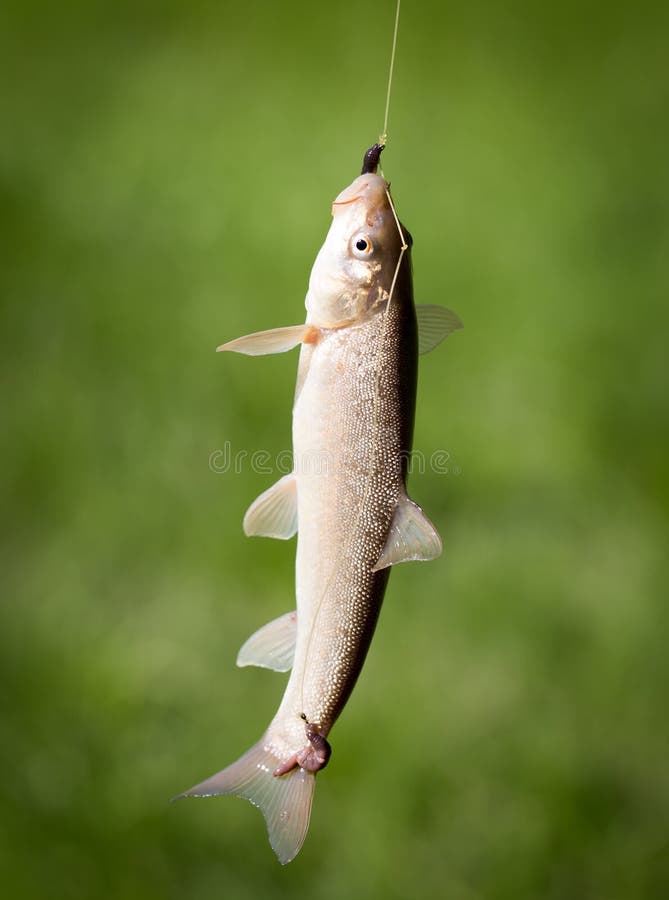 Fish caught on the hook stock photo. Image of angling - 94941036