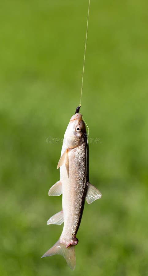 Fish caught on the hook stock photo. Image of hooked - 95706012