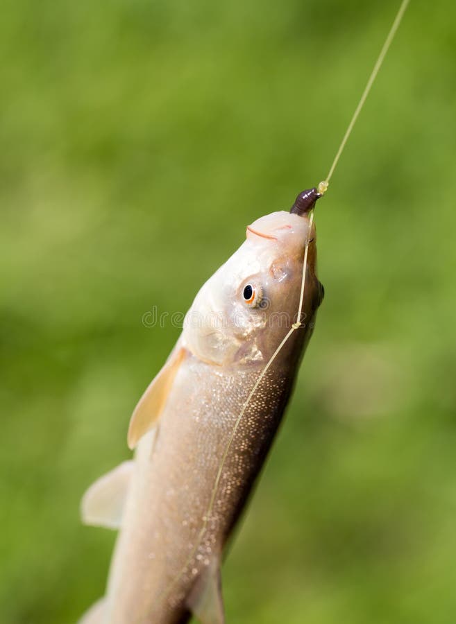 Fish caught on the hook stock image. Image of fish, line - 95706031