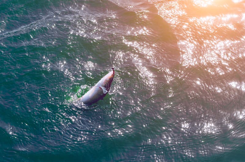 Fish Caught on a Hook are Pulled Out of the Water Stock Image - Image ...
