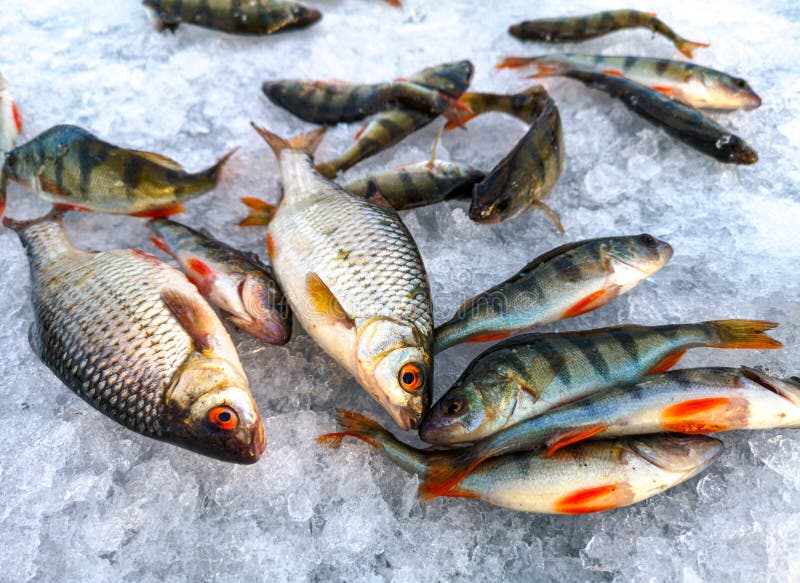 Fish Caught on Ice in Winter Stock Image - Image of angling, beats ...