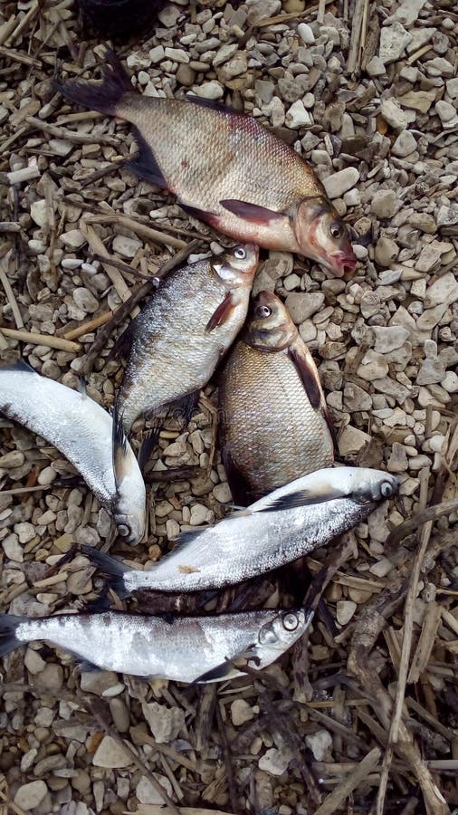 Fish Caught by Me in the River Volga Stock Image - Image of volga, bank ...