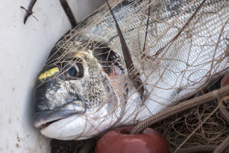 Fish caught in the net stock image. Image of island - 157259467