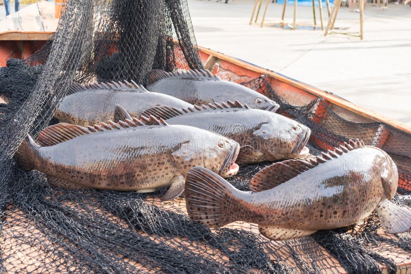 Fish Caught in a Net on a Fishing Boat Stock Photo - Image of fishing ...