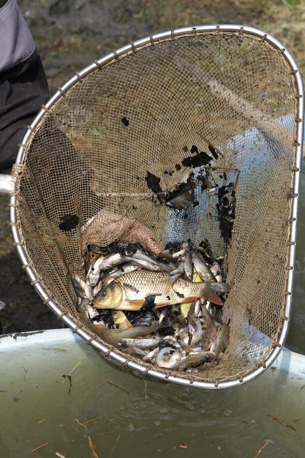 Fish caught in the net stock image. Image of fauna, landing - 52799243