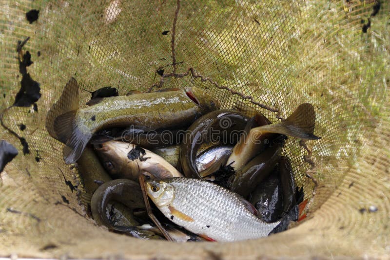 Fish caught in the net stock photo. Image of fish, harvest - 52799488