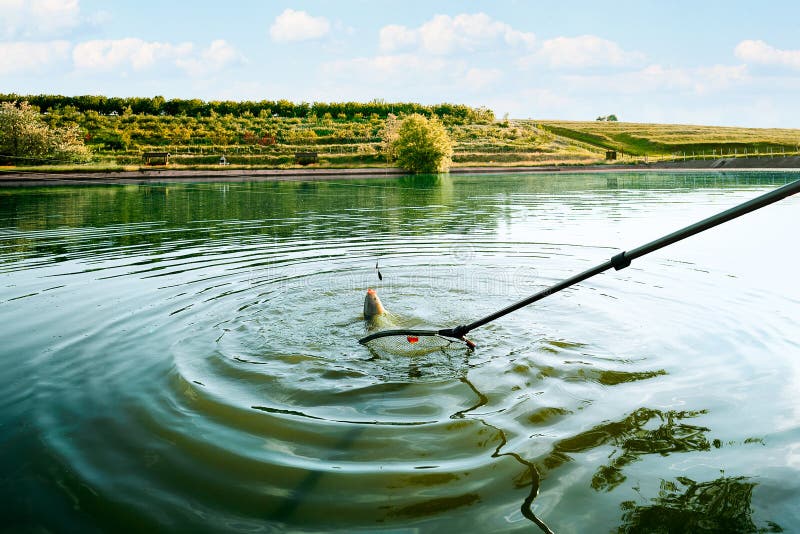 Fish caught in net stock photo. Image of shore, wetland - 248227150