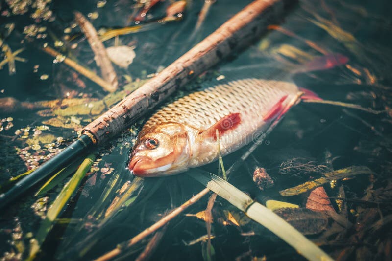 Fish caught on rod tenkara stock image. Image of water - 183300861