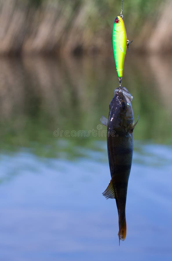 Fish caught on spinning stock photo. Image of river, perch - 56648574
