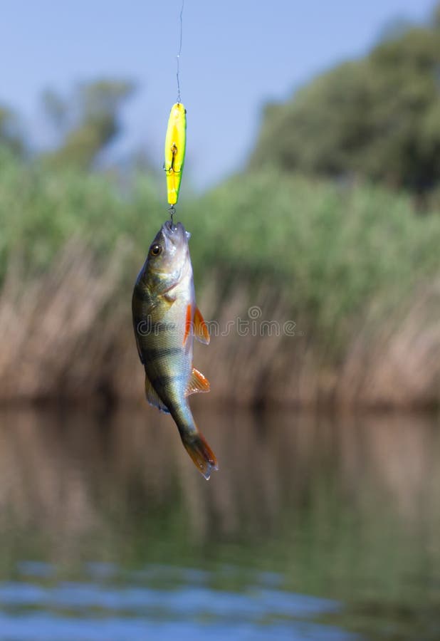 Fish caught on spinning stock photo. Image of river, perch - 56648574