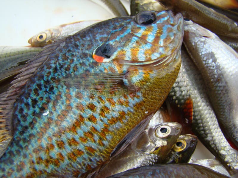 Fish stock image. Image of rudd, roach, diet, sunfish - 58309507