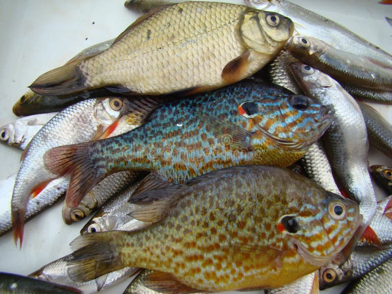 Fish stock image. Image of sunfish, fish, food, organism - 58309513