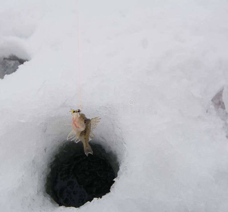 Fish Caught on Winter Fishing Stock Photo - Image of brown, covered ...
