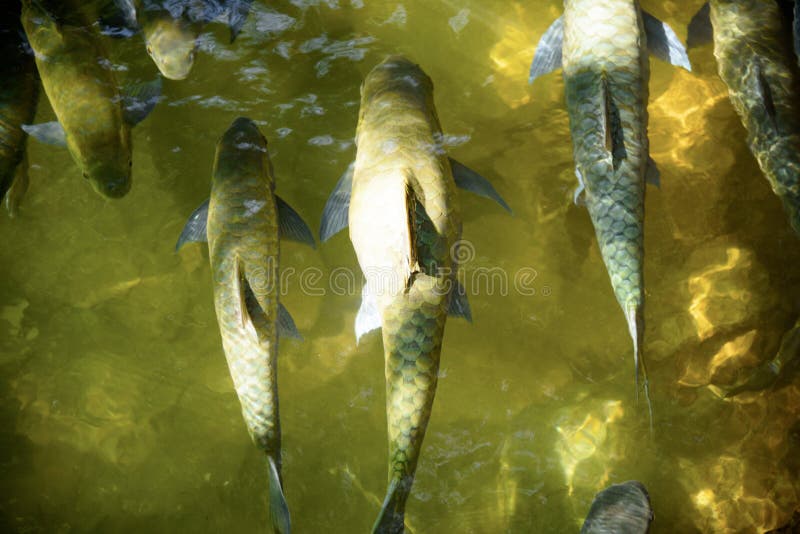 Fish Cave in Thailand . Pai Stock Image - Image of background, wildlife ...