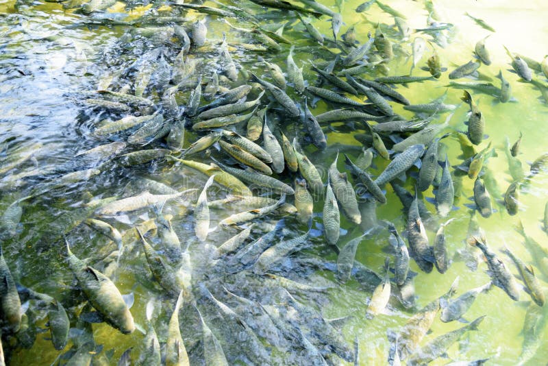 Fish Cave in Thailand . Pai Stock Photo - Image of fishes, hong: 141341808