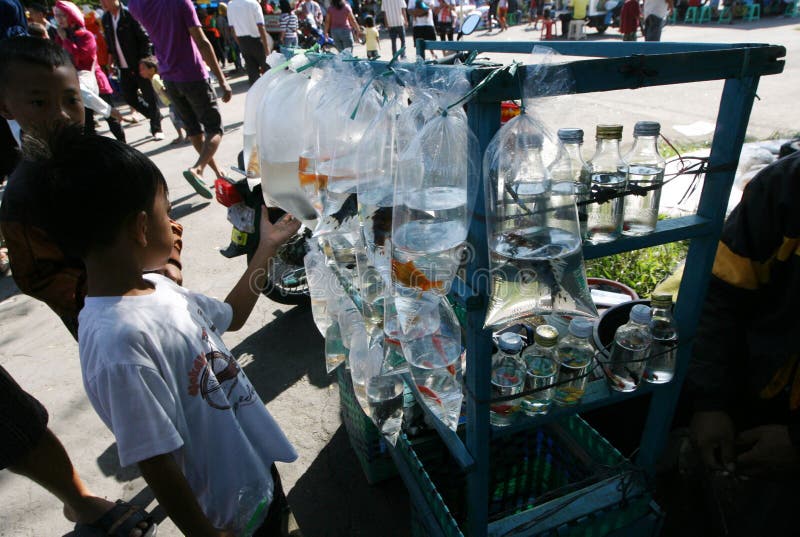 Fish editorial photo. Image of technology, city, solo - 32567111