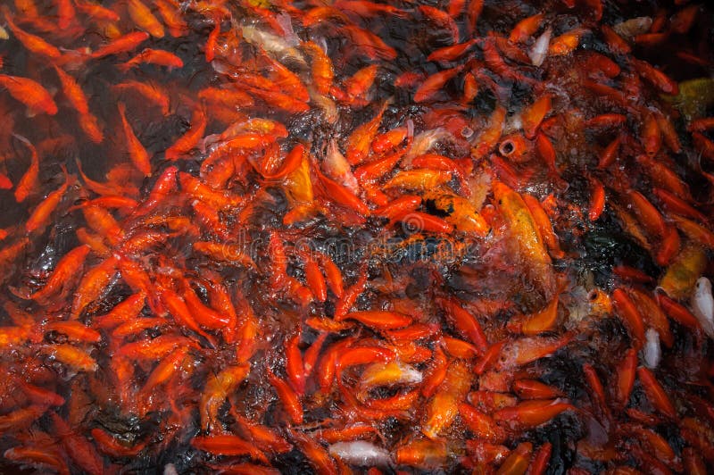 Fish stock image. Image of animal, golden, china, raise - 34024909
