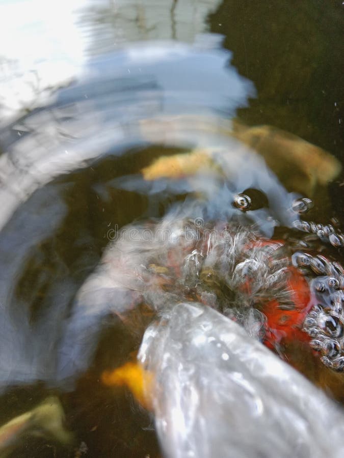 Fish circulation stock image. Image of water, bubble - 324703113