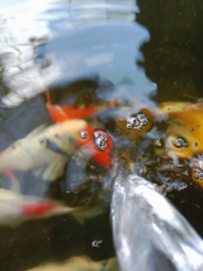 Fish circulation stock image. Image of bubble, fish - 324703125