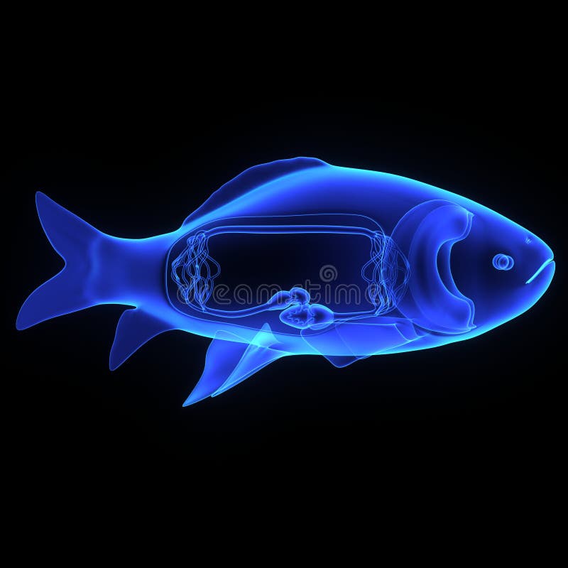 Fish Circulatory System Stock Illustrations – 64 Fish Circulatory ...