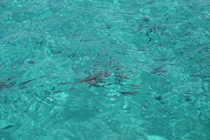 Fish in clear blue water stock image. Image of sand, colorfull - 29067721