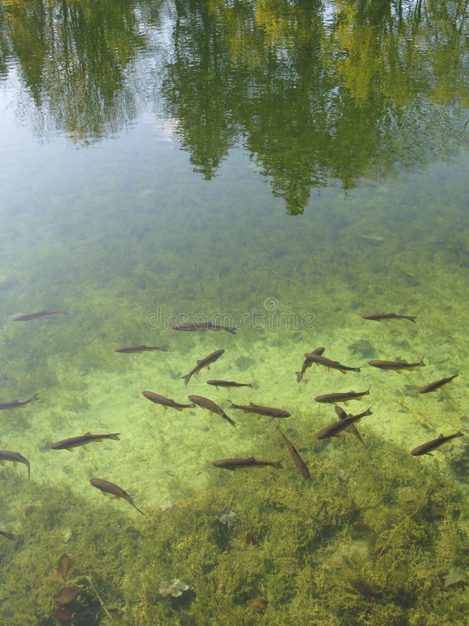 Fish in clear lake stock image. Image of tranquil, lake - 7724781